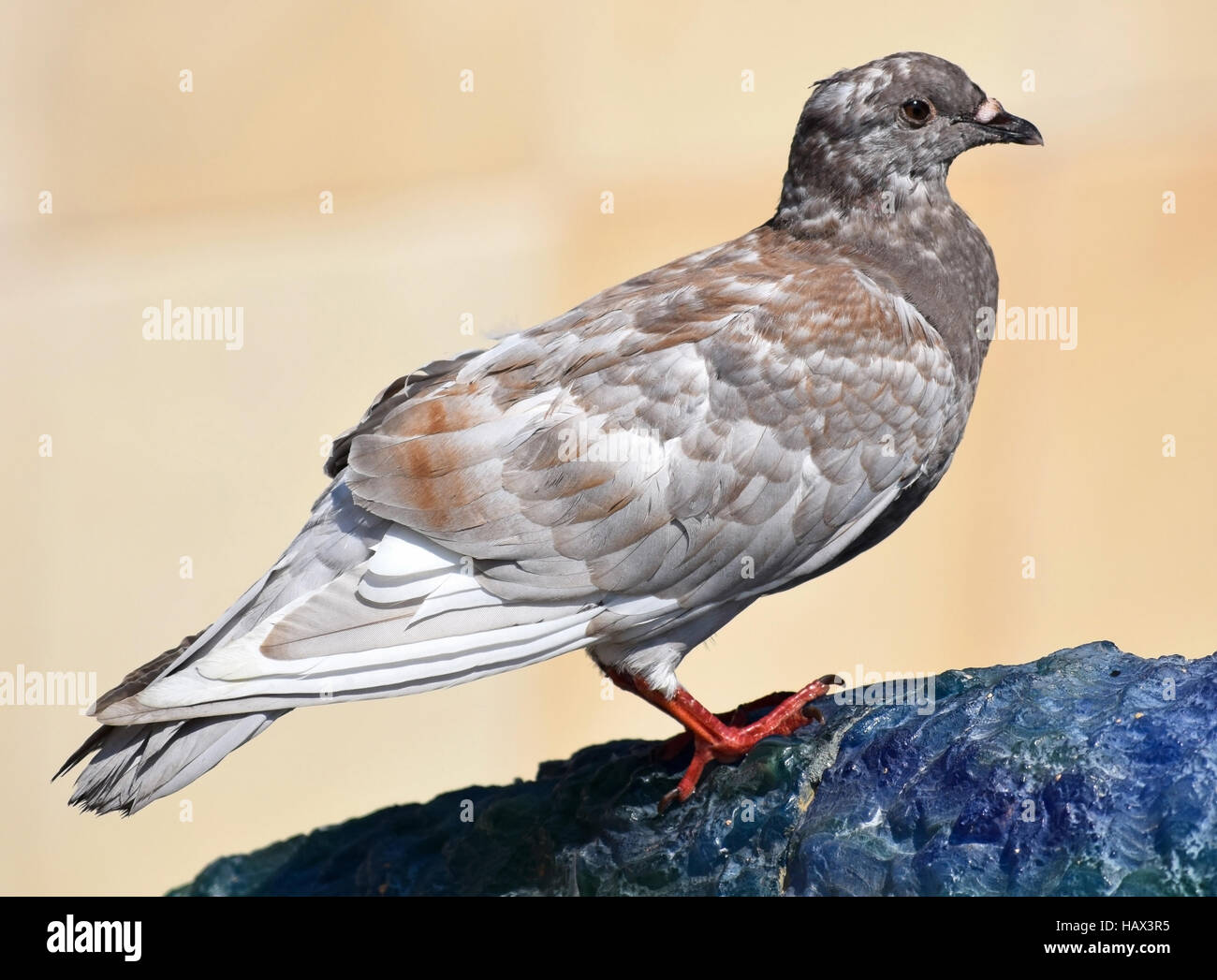 Male and female dove hi-res stock photography and images - Alamy