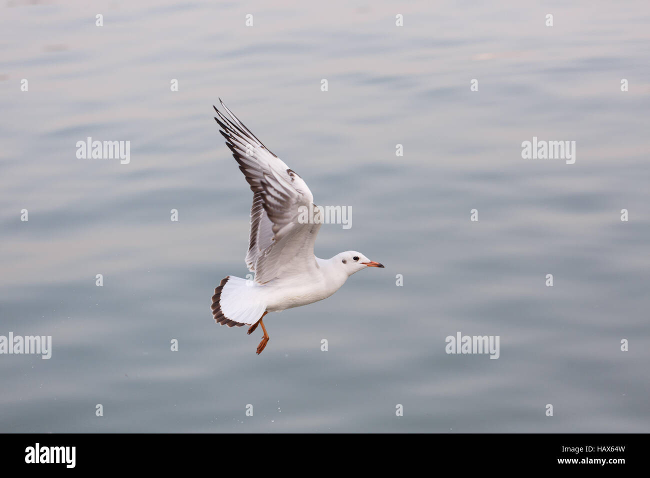 A black-headed Gull is flying in the sky Stock Photo - Alamy