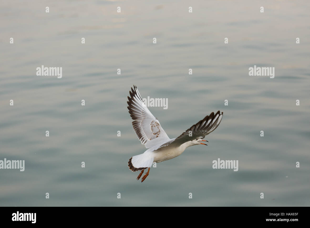 A black-headed Gull is flying in the sky Stock Photo - Alamy