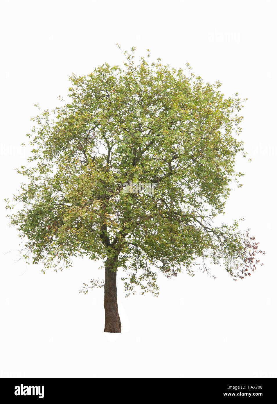 autumn tree isolated on white background Stock Photo - Alamy