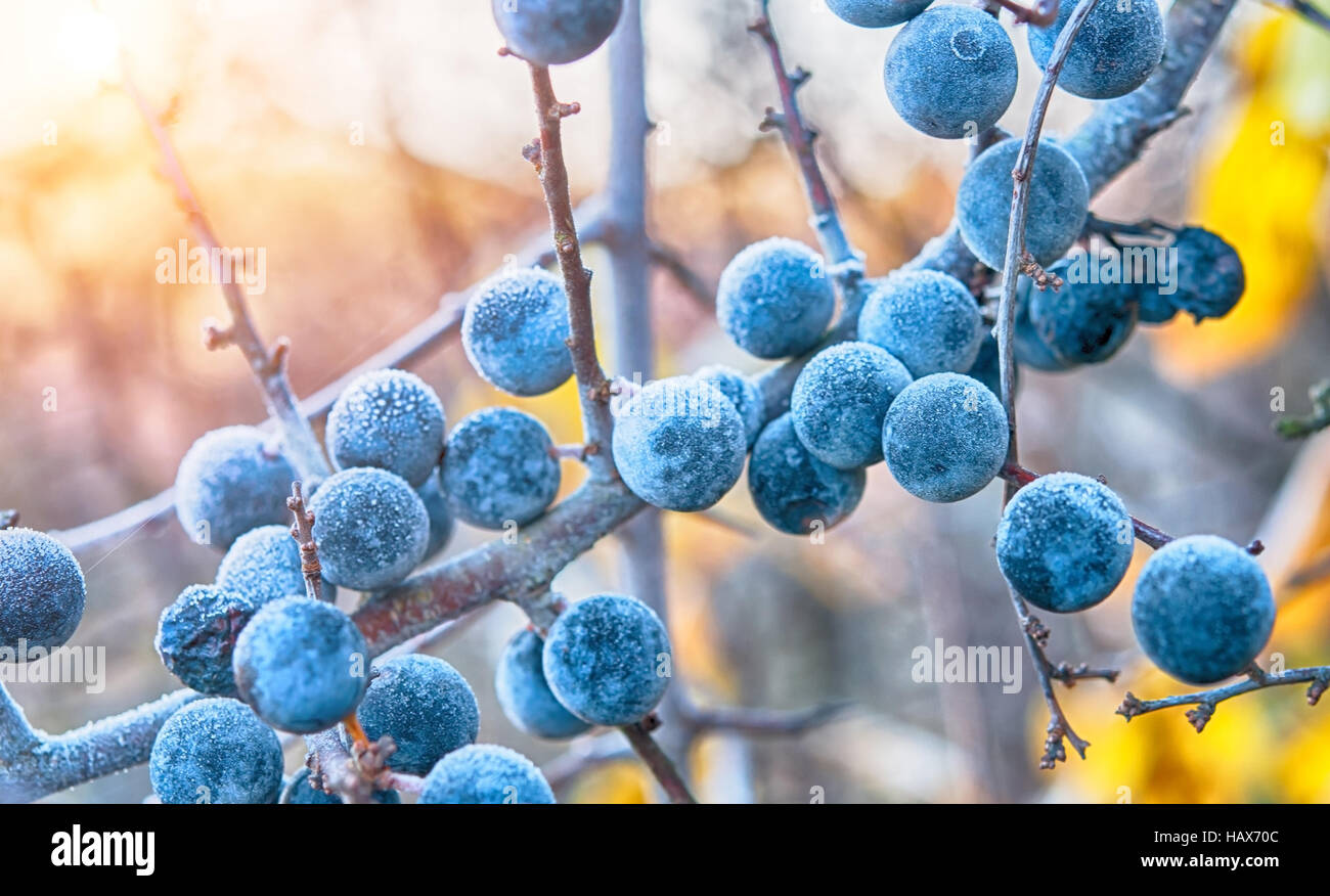 Purple berries fruit winter hi-res stock photography and images - Alamy