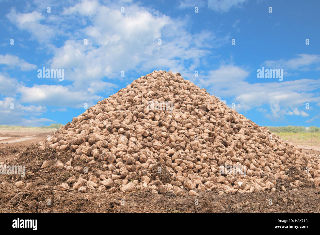 Beet pile hi-res stock photography and images - Alamy