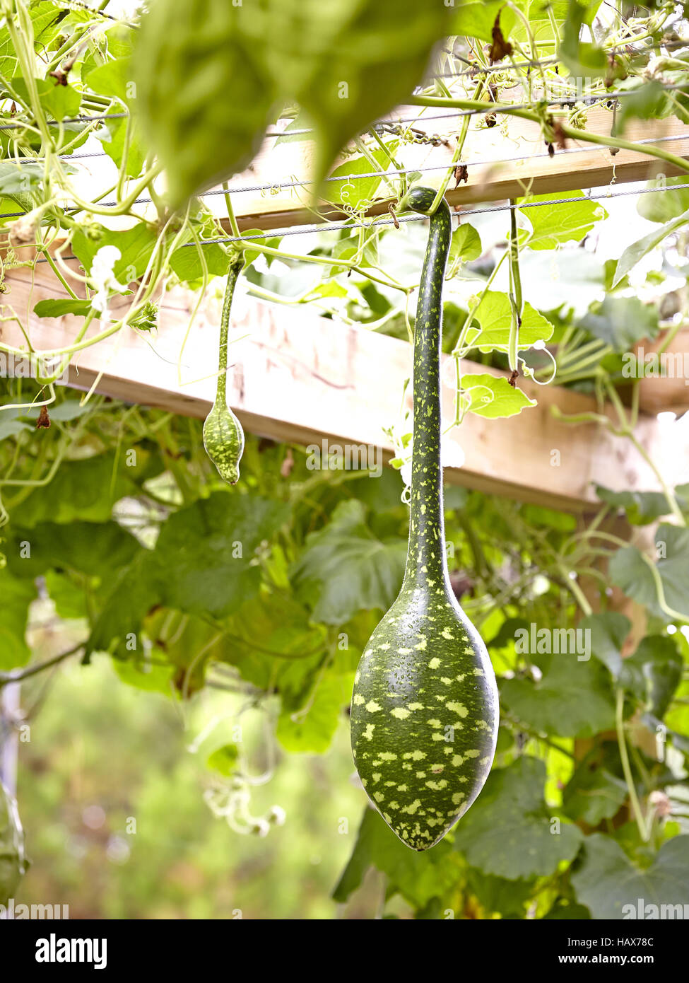 Bottle gourd hi-res stock photography and images - Alamy