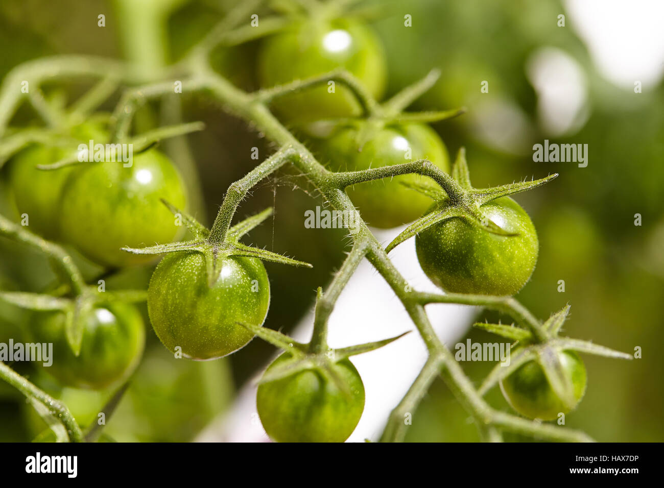 Tomato plant red green hi-res stock photography and images - Alamy