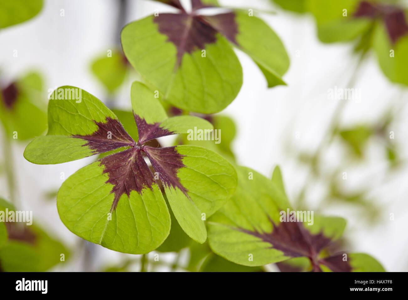 lucky four leaf clover Stock Photo - Alamy