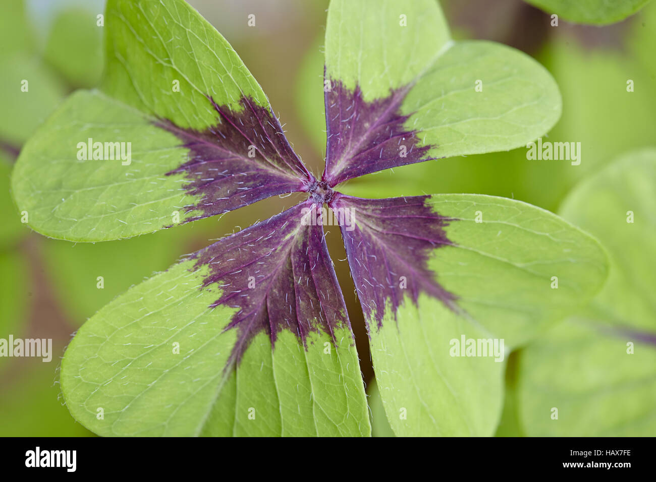 lucky four leaf clover Stock Photo - Alamy