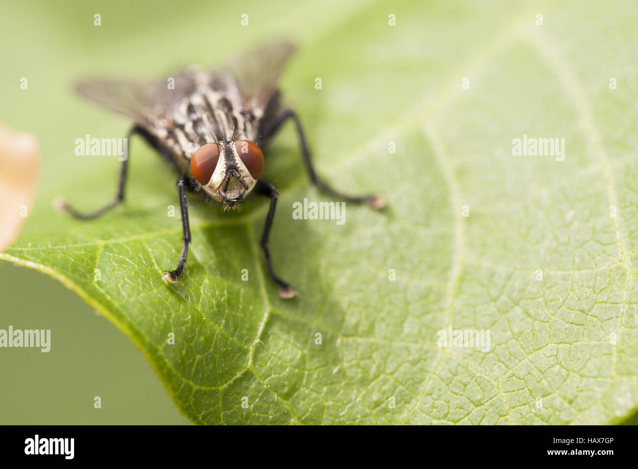 Small insects on leaf Stock Photo - Alamy
