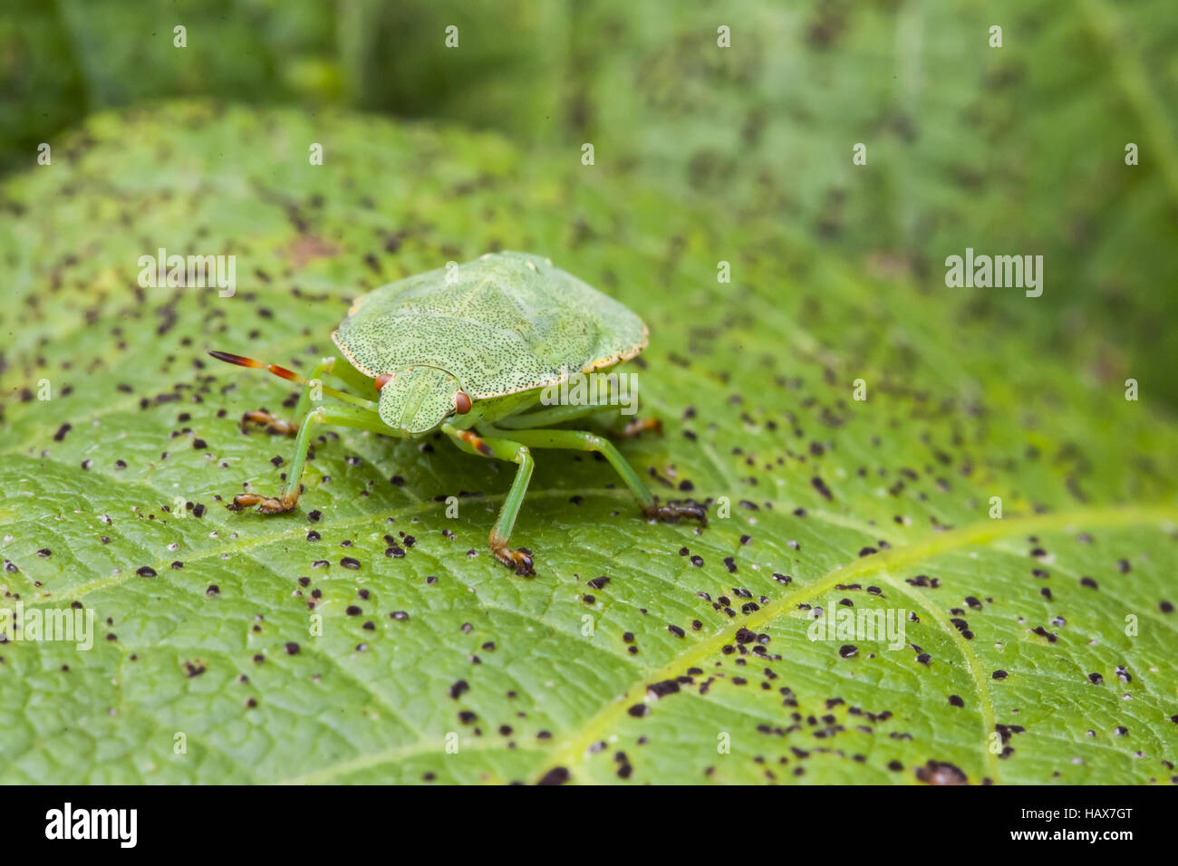 Small insects on leaf Stock Photo - Alamy