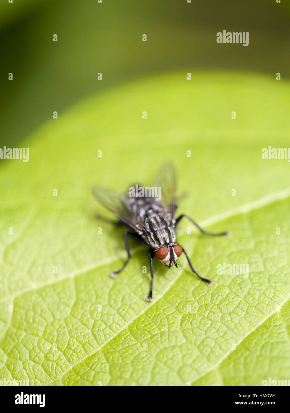 Small insects on leaf Stock Photo - Alamy