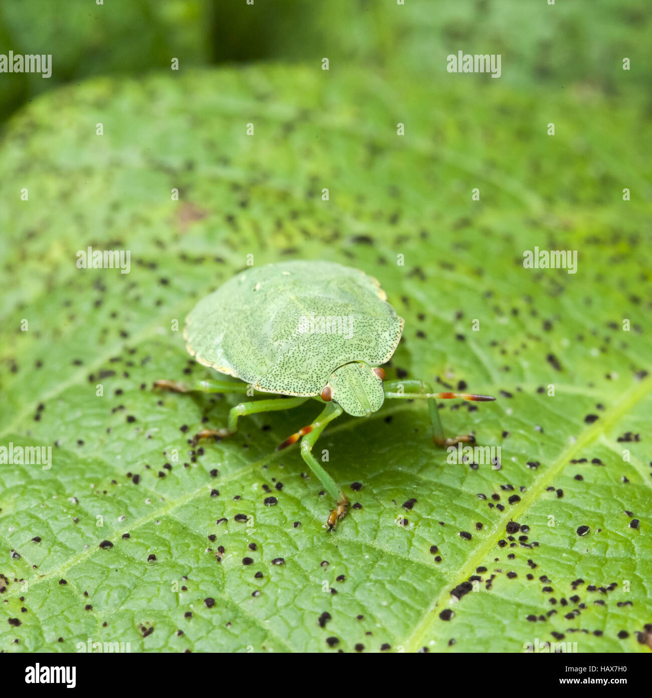 Small insects on leaf Stock Photo - Alamy