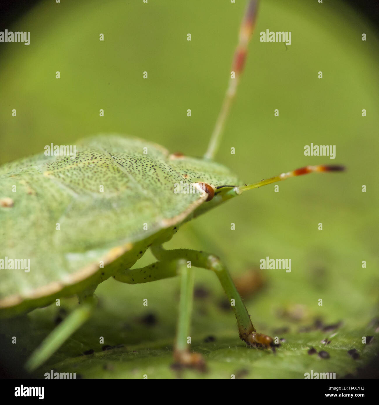 Small insects on leaf Stock Photo - Alamy