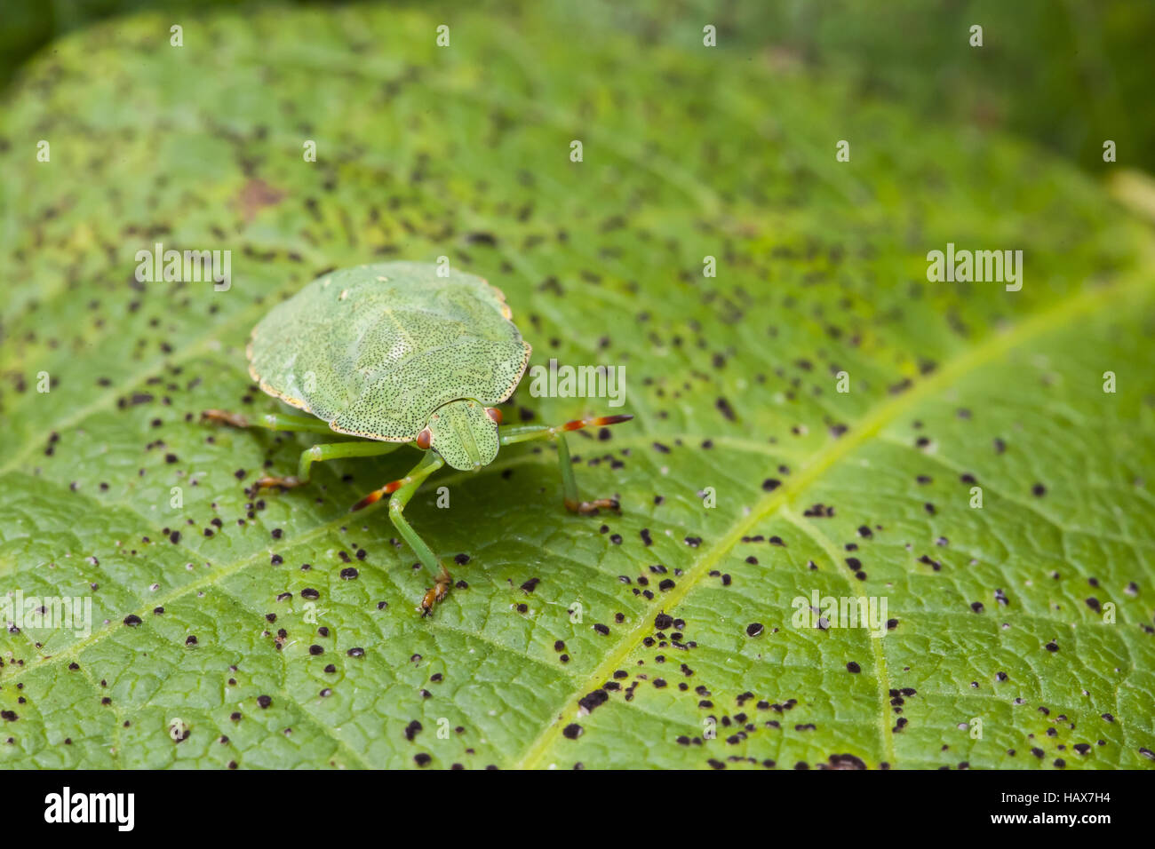 Small insects on leaf Stock Photo - Alamy