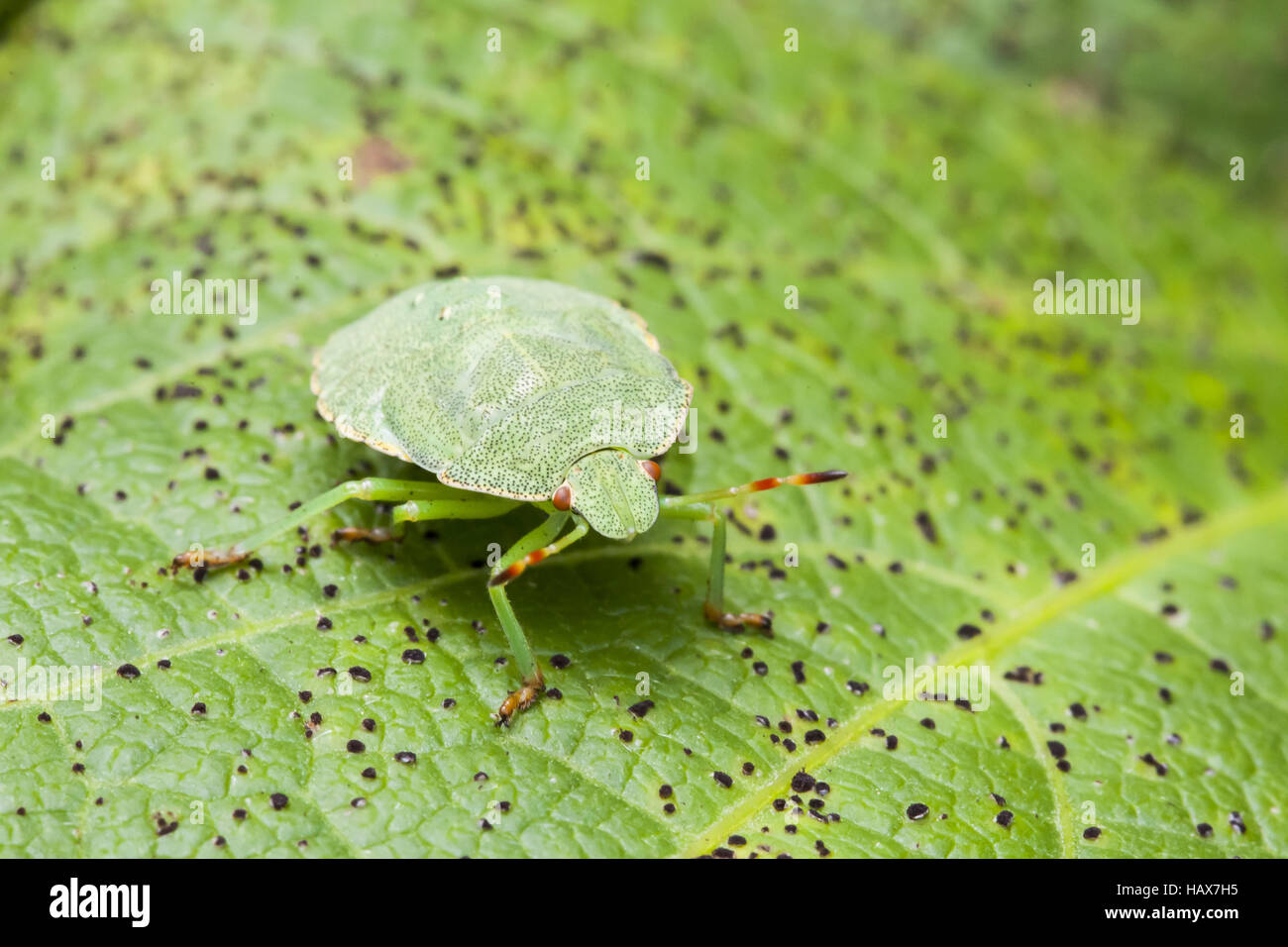 Small insects on leaf Stock Photo - Alamy