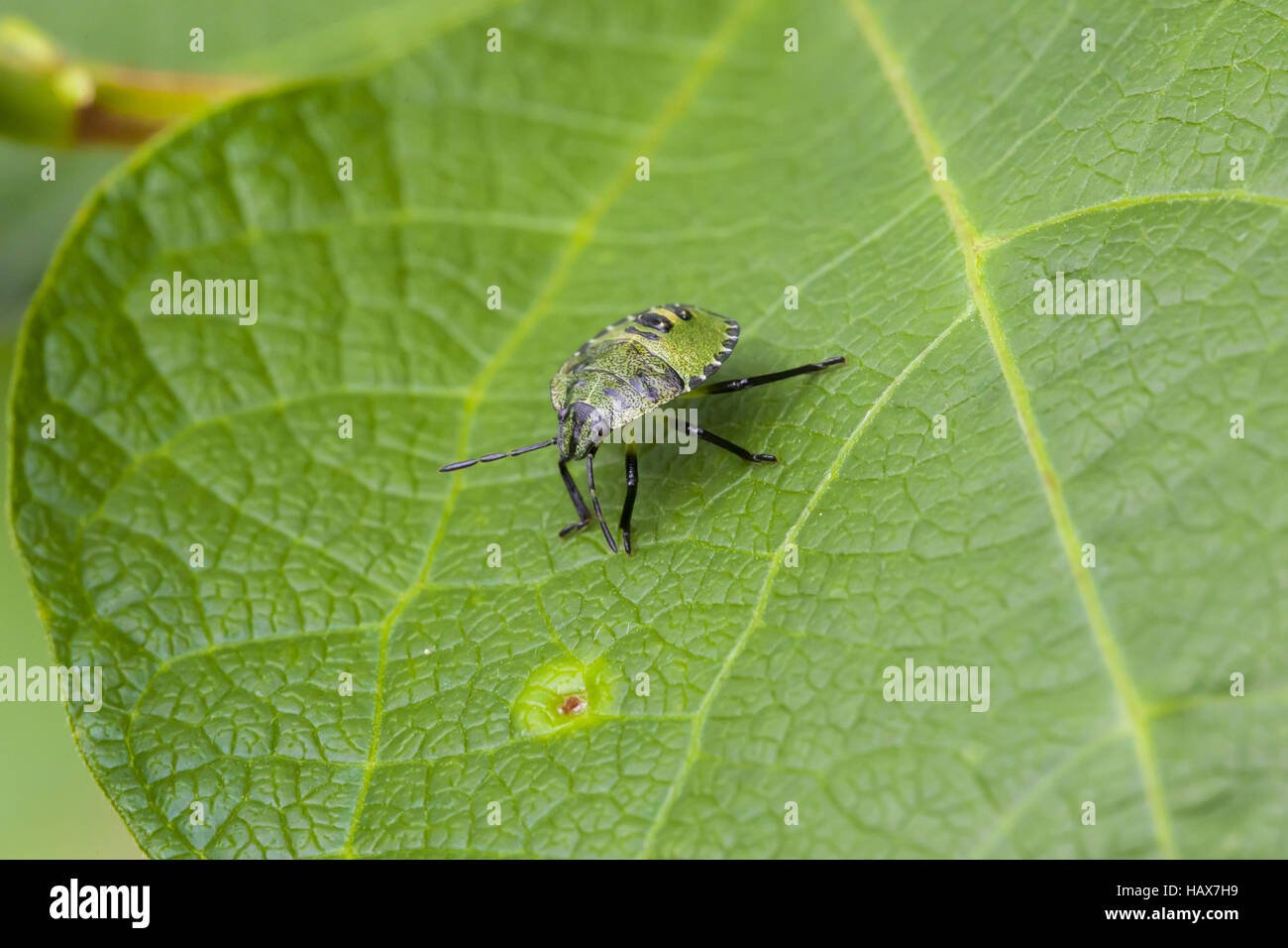 Small insects on leaf Stock Photo - Alamy