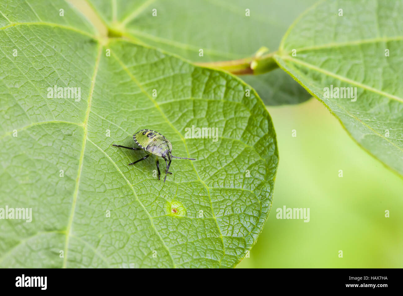 Very small insects hi-res stock photography and images - Alamy