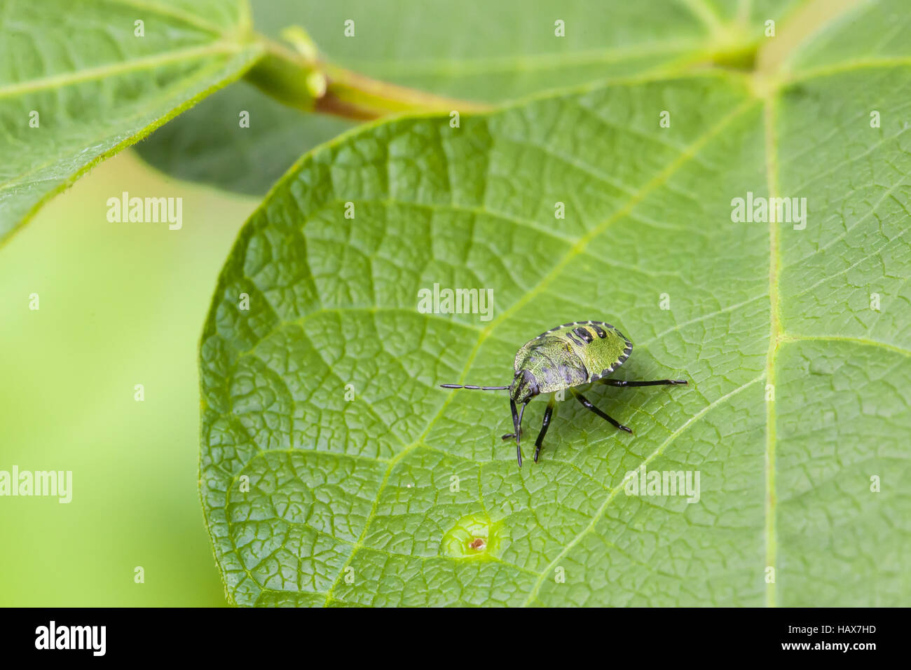Insects leaf hi-res stock photography and images - Alamy