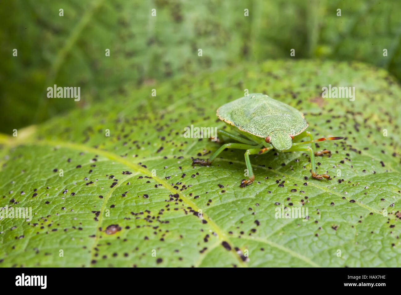 Insects foliage hi-res stock photography and images - Alamy