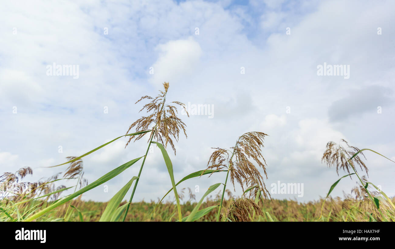 Bad Buchau, Germany Stock Photo - Alamy