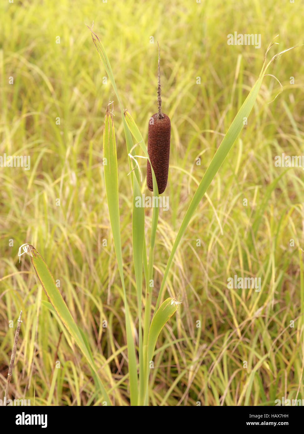 Bad Buchau, Germany Stock Photo - Alamy