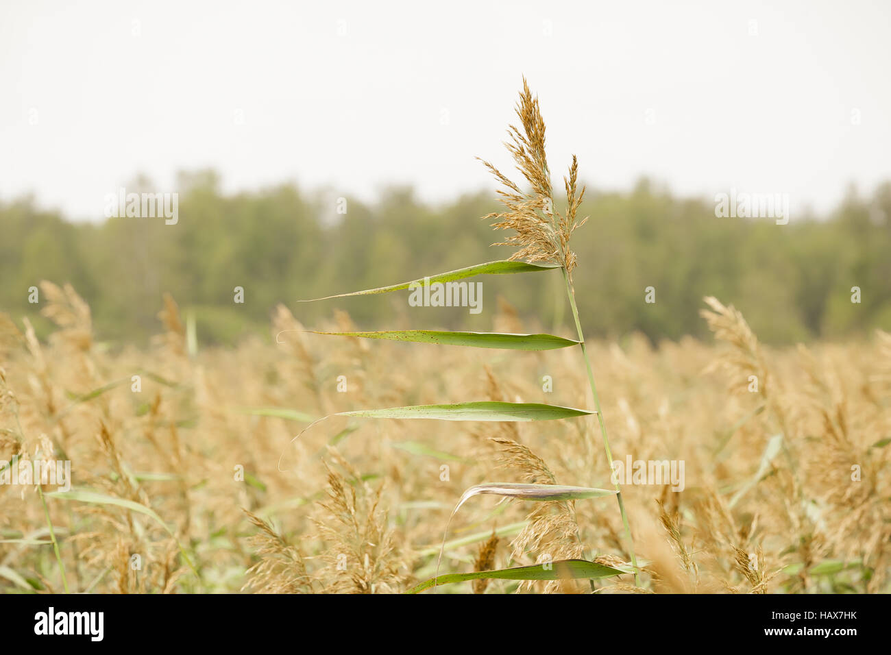 Bad Buchau, Germany Stock Photo - Alamy