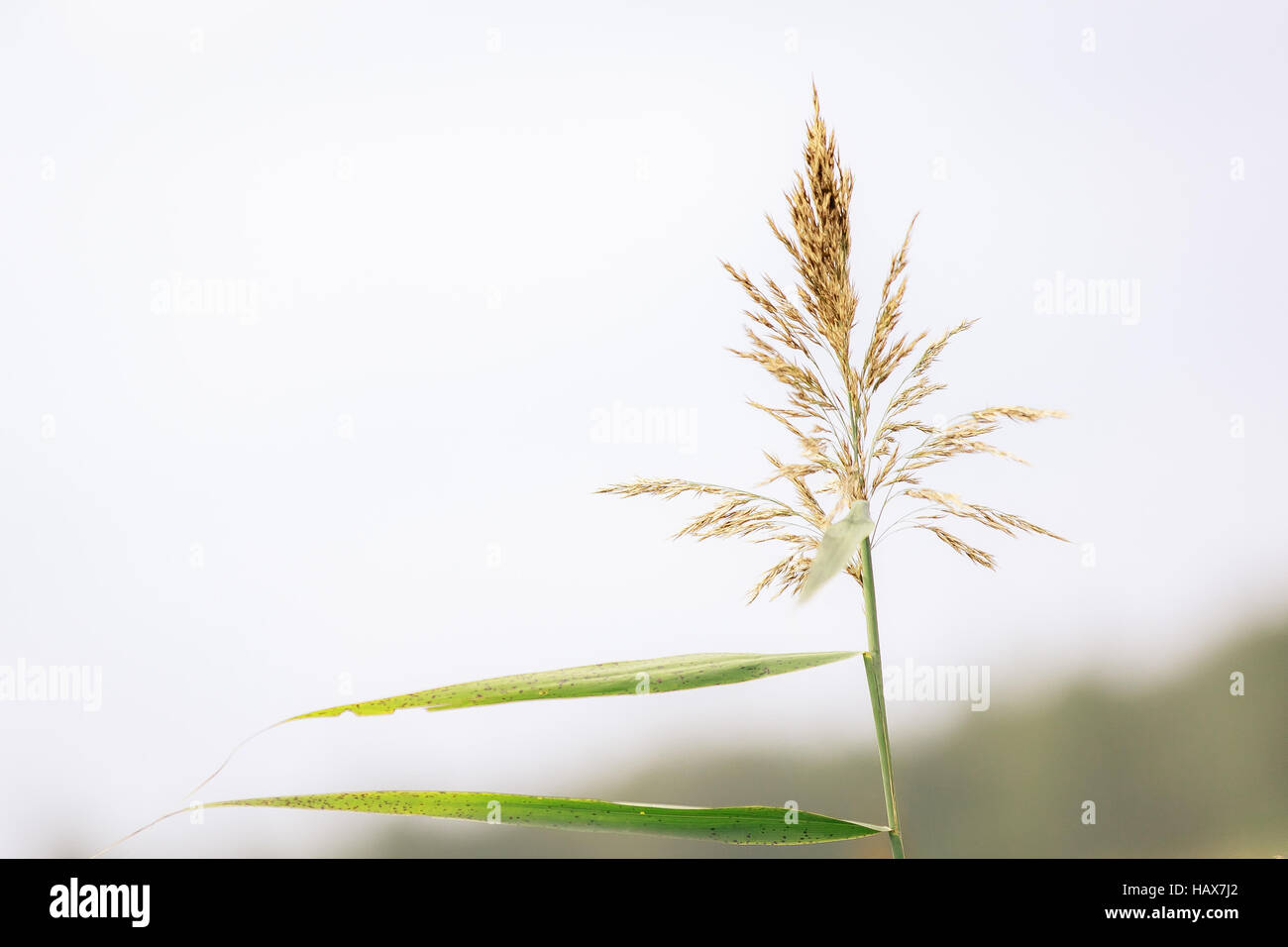 Bad Buchau, Germany Stock Photo - Alamy