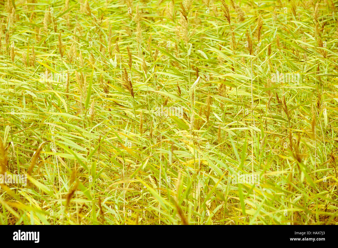 Bad Buchau, Germany Stock Photo - Alamy
