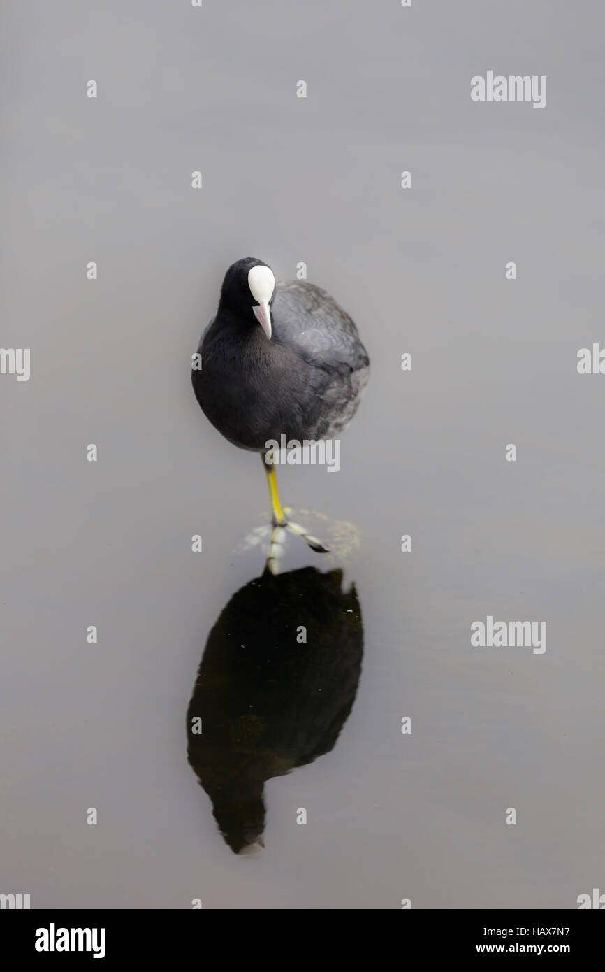 Bad Buchau, Germany Stock Photo - Alamy