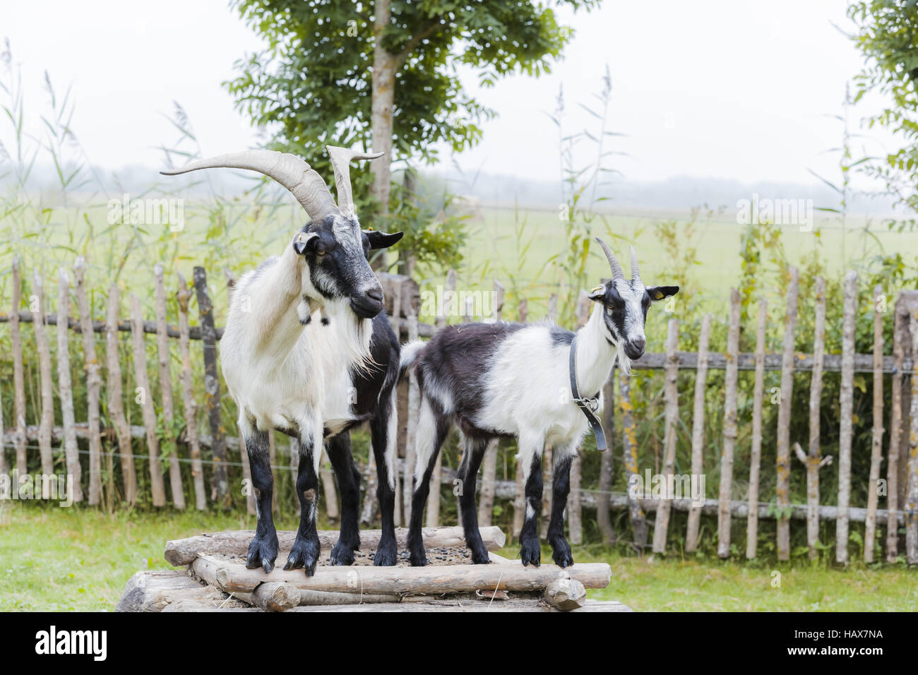 Bad Buchau, Germany Stock Photo - Alamy