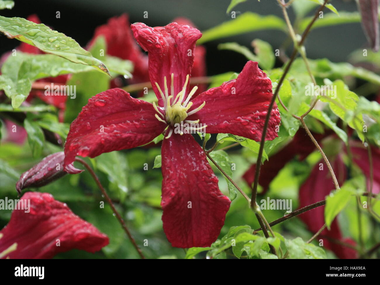 Close up red clematis hi-res stock photography and images - Alamy