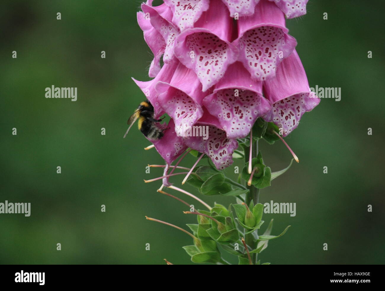Thimble with Hummel Stock Photo - Alamy