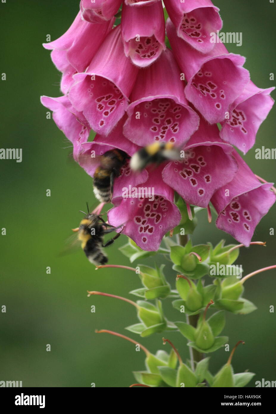 Thimble with Hummel Stock Photo - Alamy