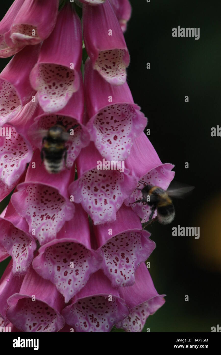 Thimble with Hummel Stock Photo - Alamy