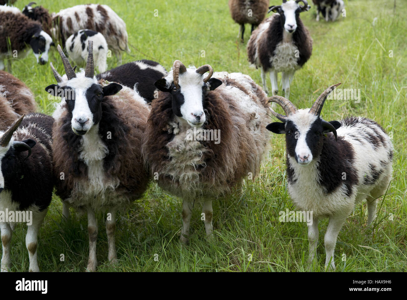 Many goat hi-res stock photography and images - Alamy