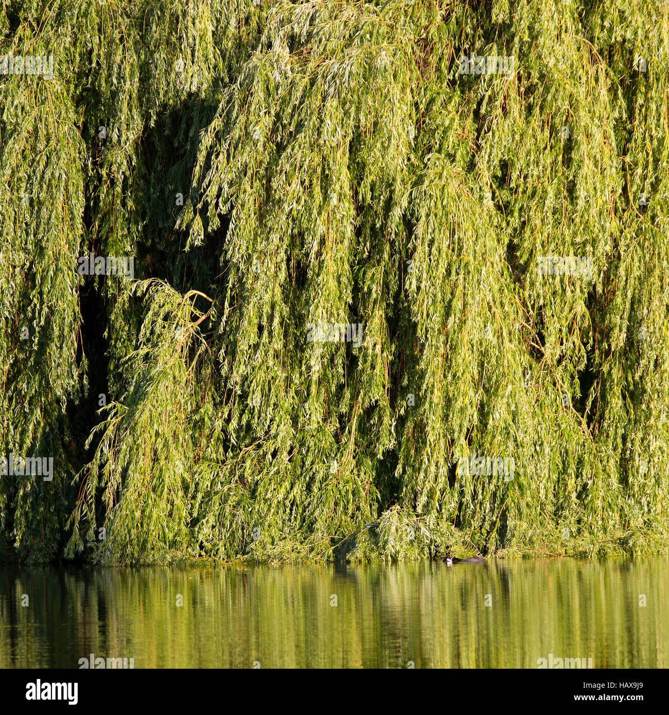 Berlin germany willow tree hi-res stock photography and images - Alamy