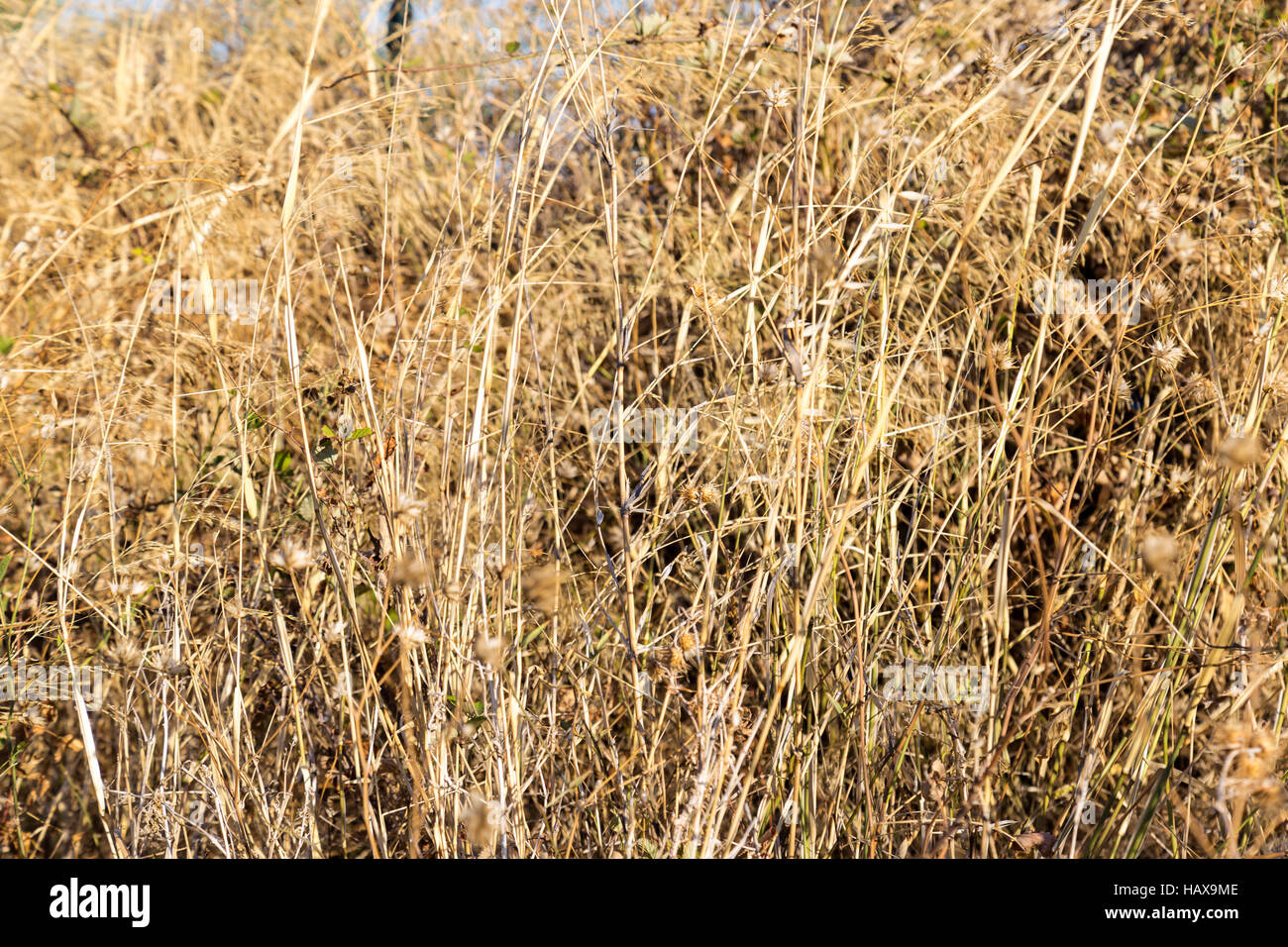 Dried dead grass hi-res stock photography and images - Alamy