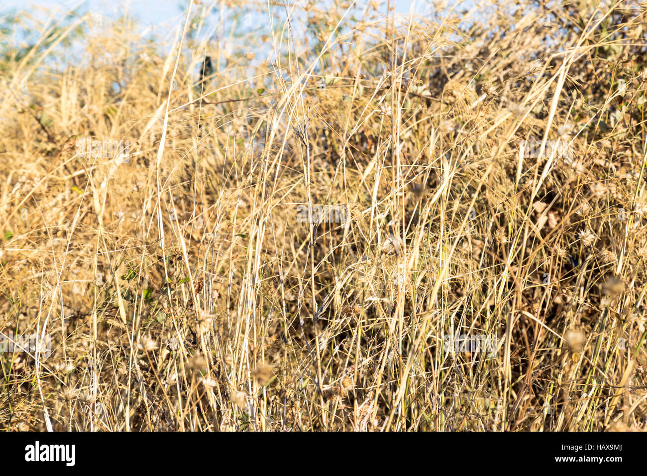 Dead grass texture hi-res stock photography and images - Alamy