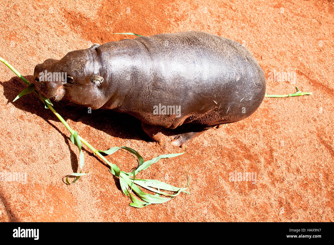 Pigmy Hippopotamus High Resolution Stock Photography and Images - Alamy