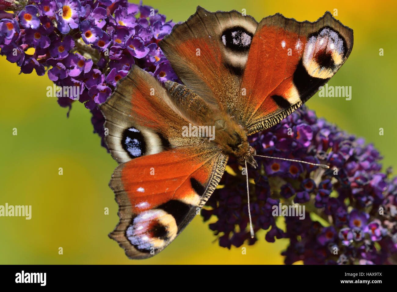 Schmetterling insekt inachis io hi-res stock photography and images - Alamy