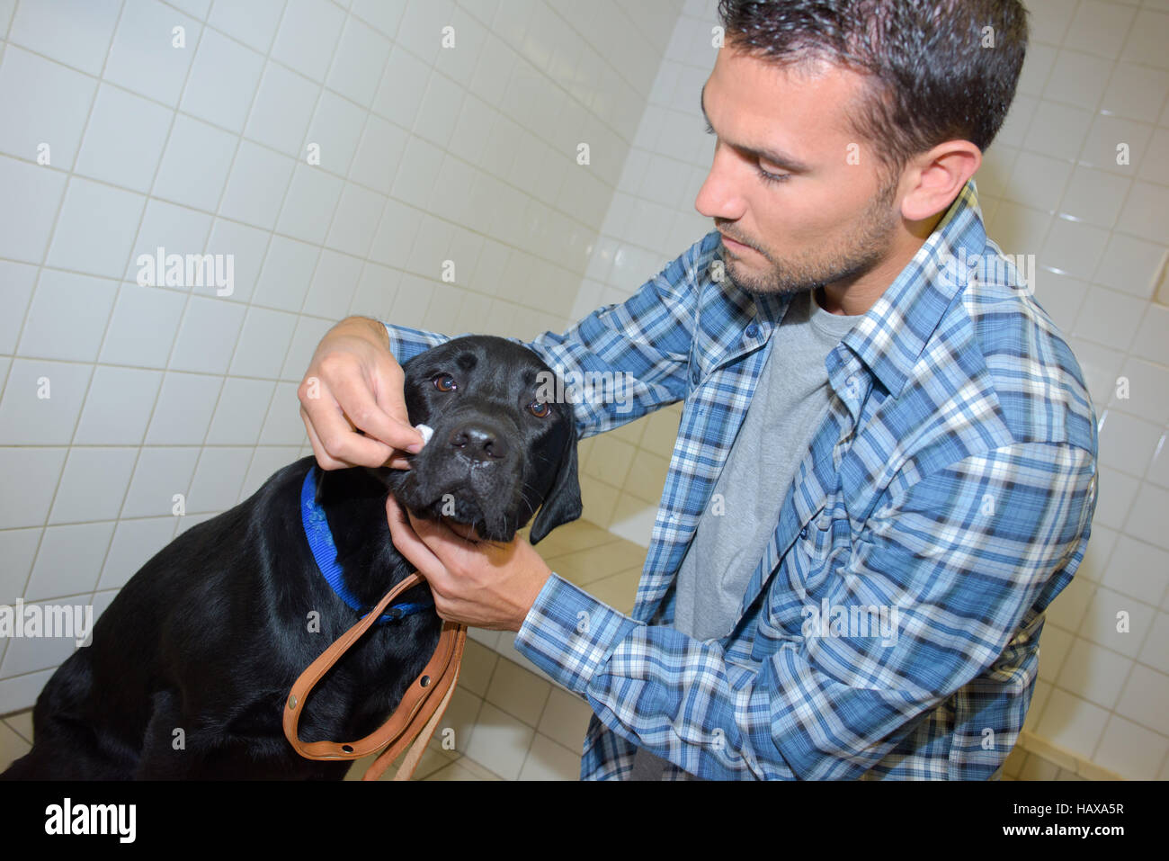 vet treating a dog Stock Photo - Alamy