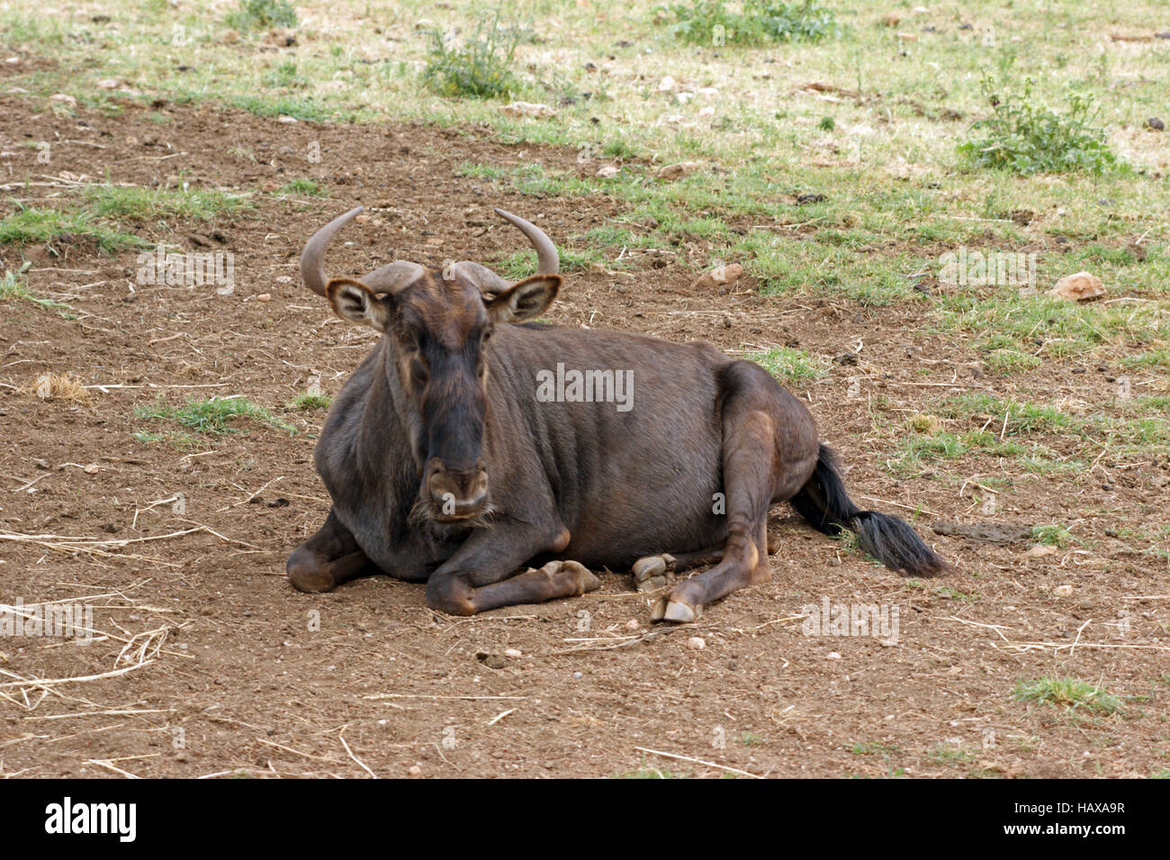 Gnu bullen hi-res stock photography and images - Alamy