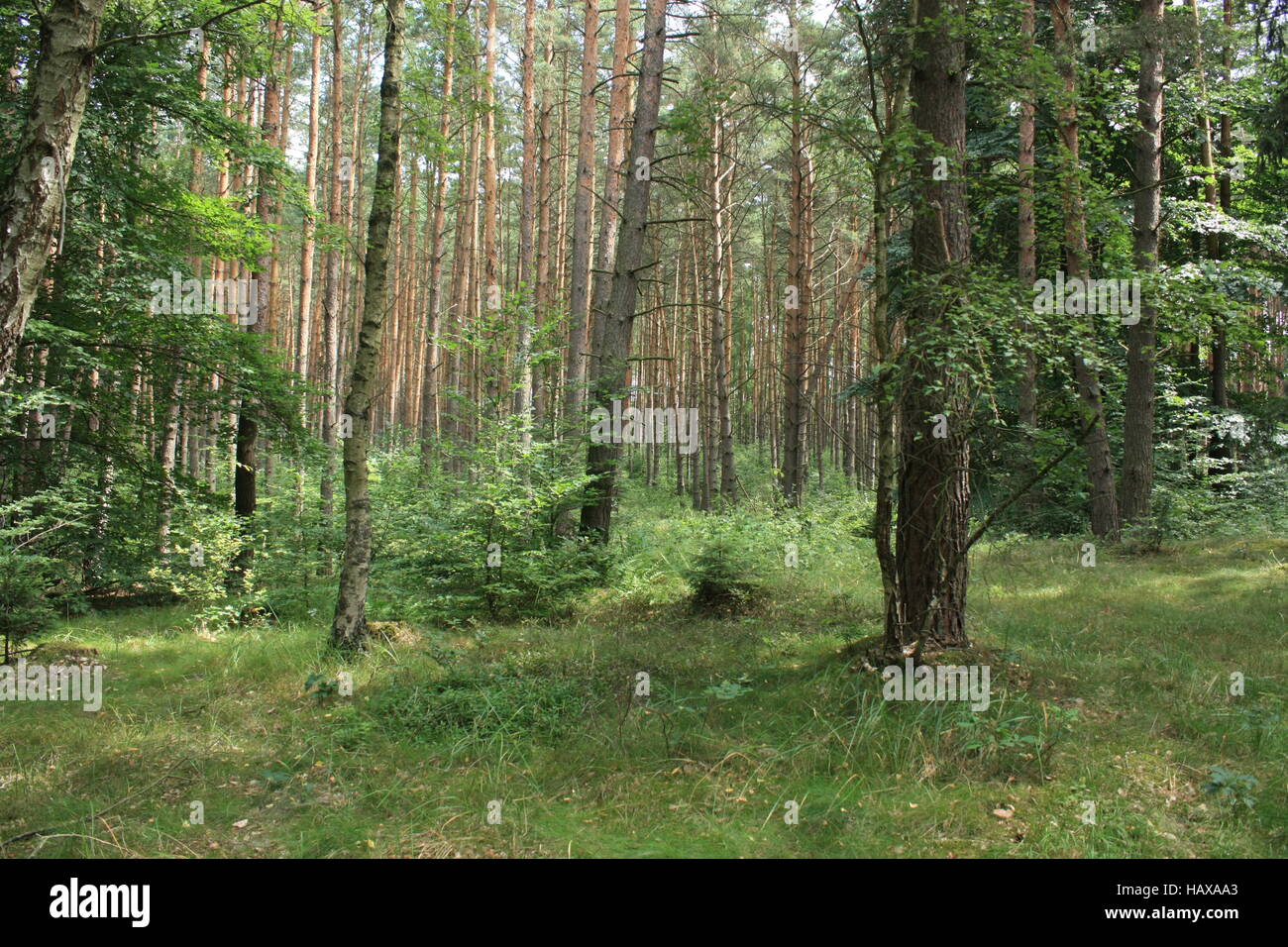 Birch pine forest hi-res stock photography and images - Alamy