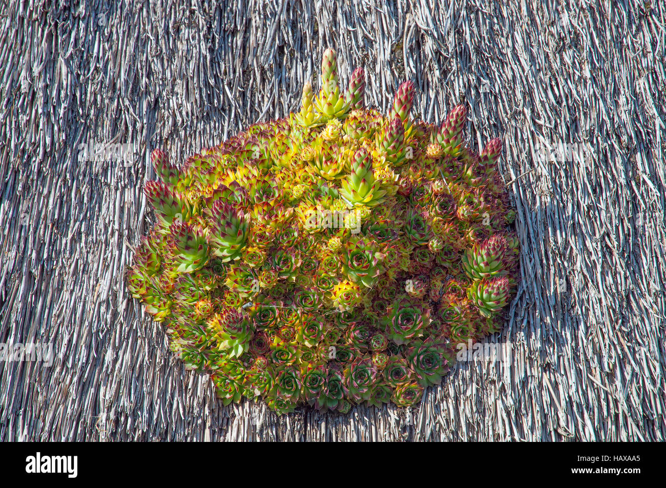 Houseleek on roof hi-res stock photography and images - Alamy