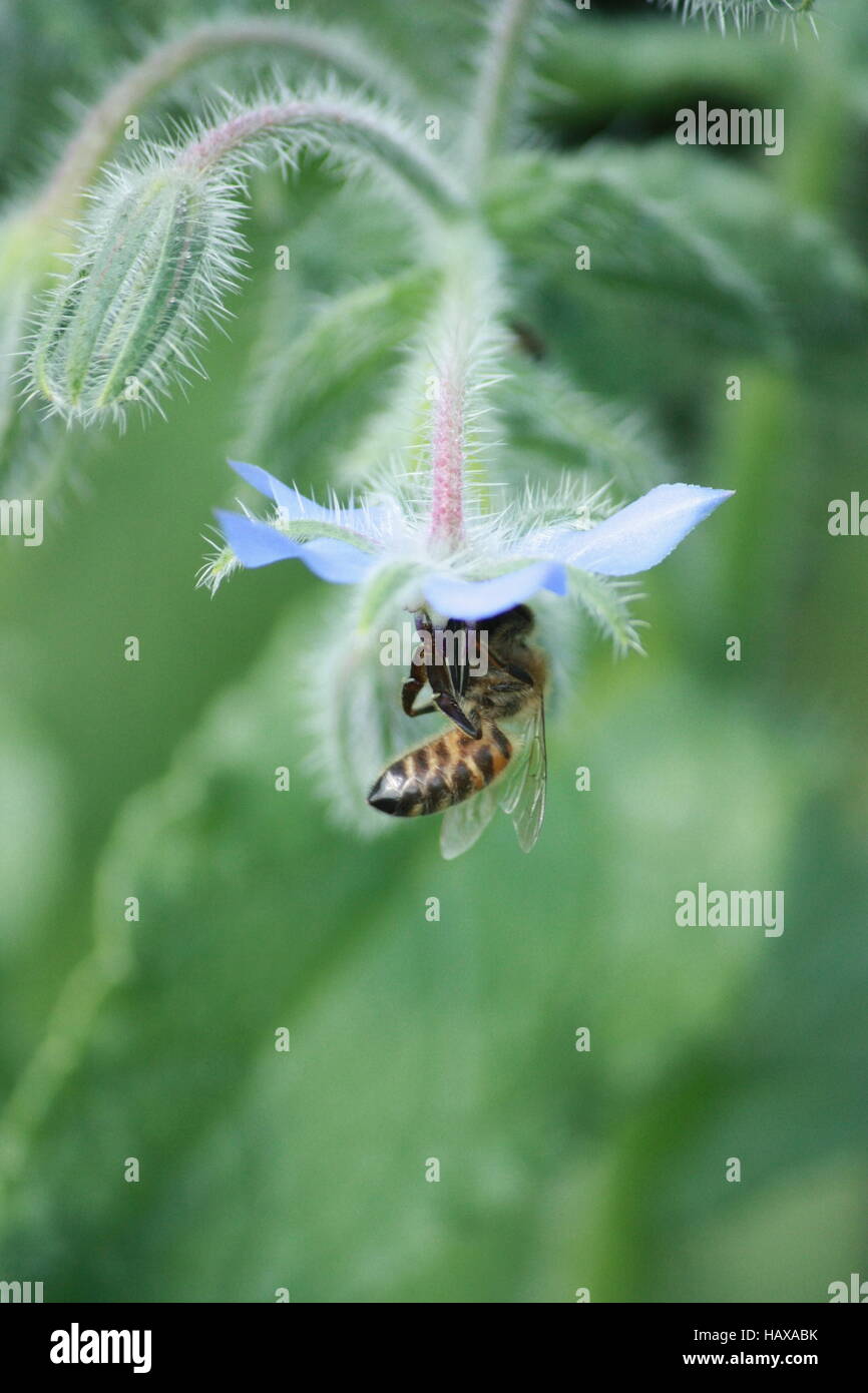 dipped in Bee Borage flower Stock Photo - Alamy