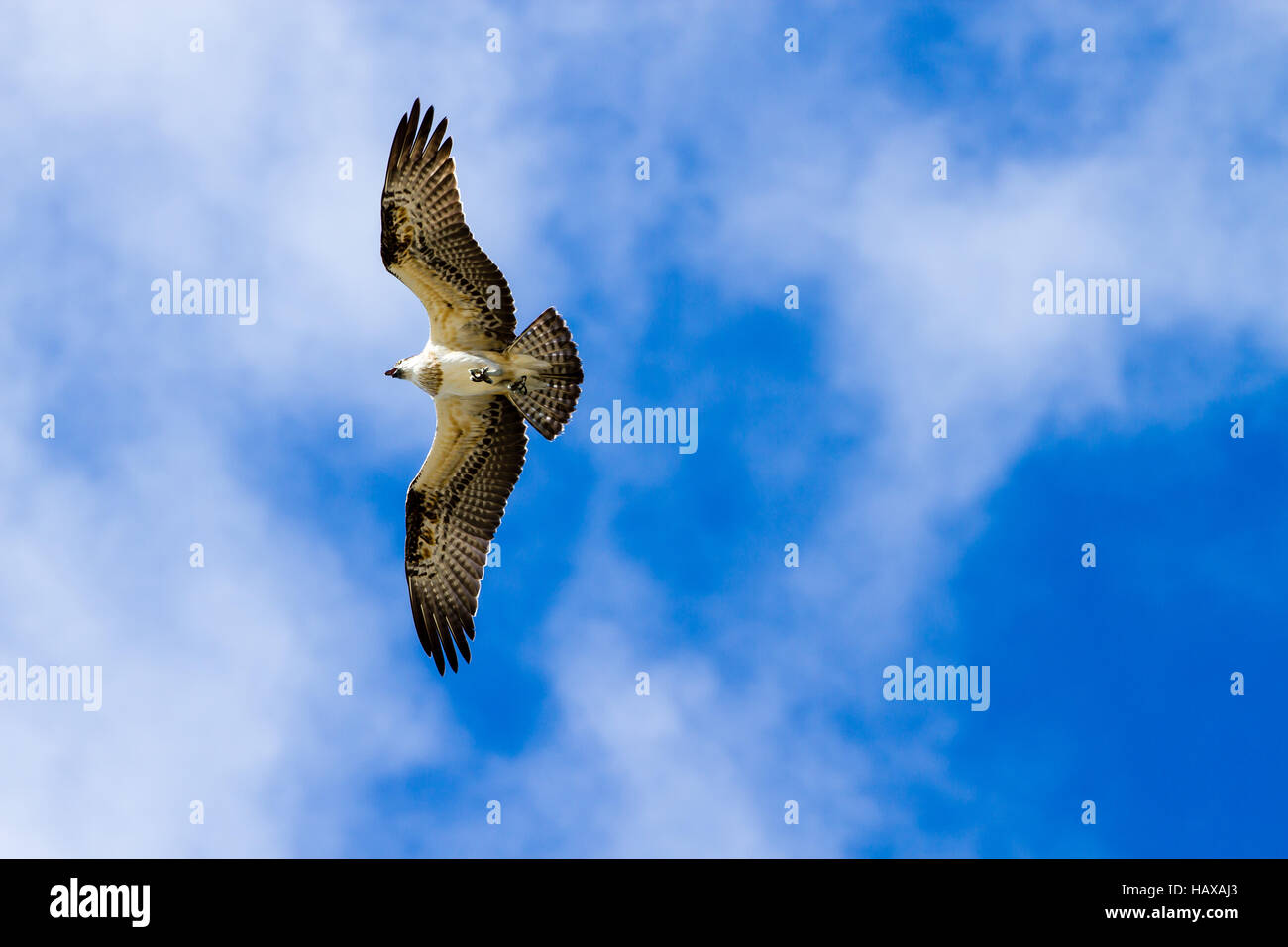 How Does The Big Bird Fly High Resolution Stock Photography and Images ...