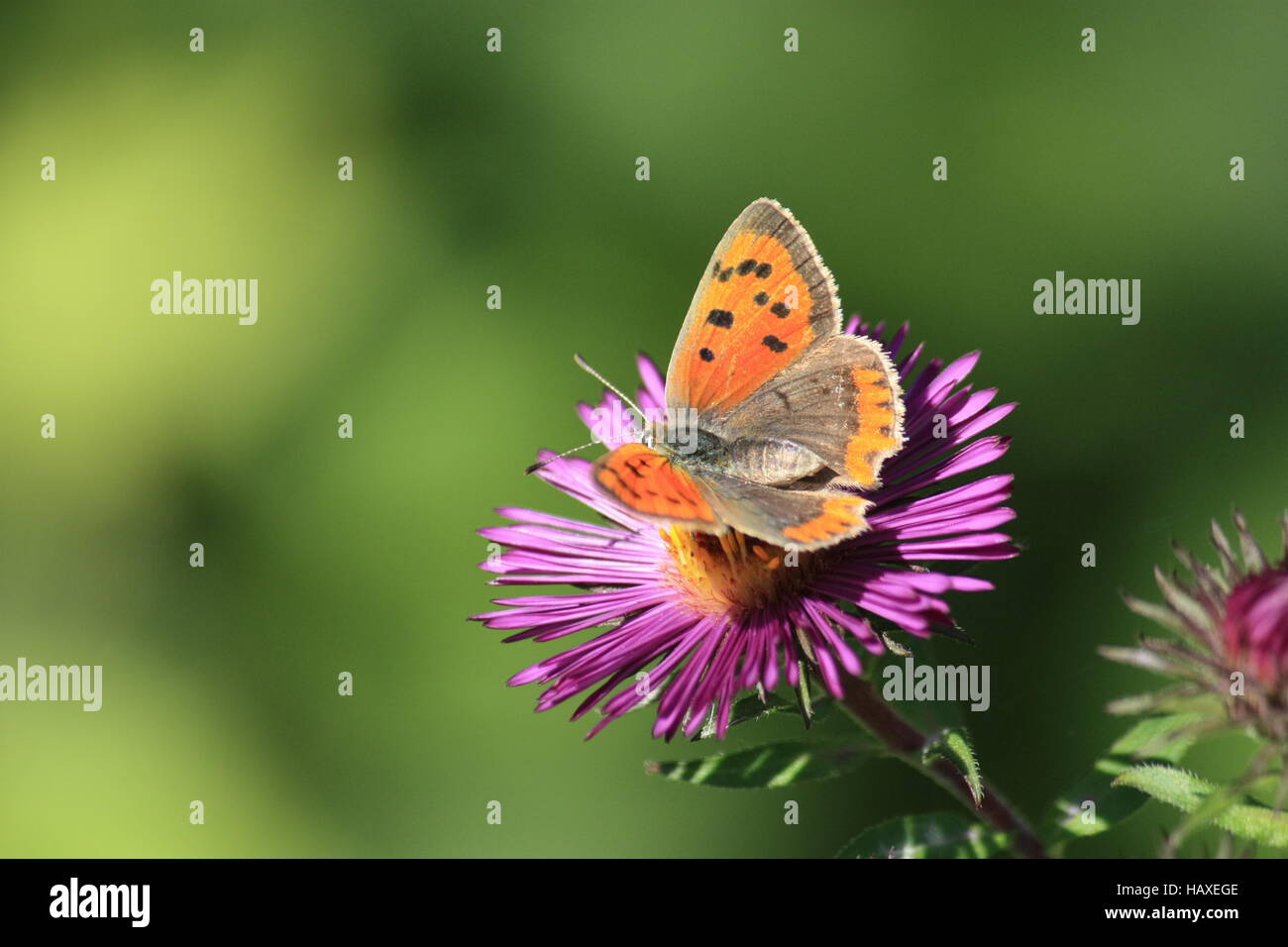 Butterfly, small copper butterfly Stock Photo - Alamy