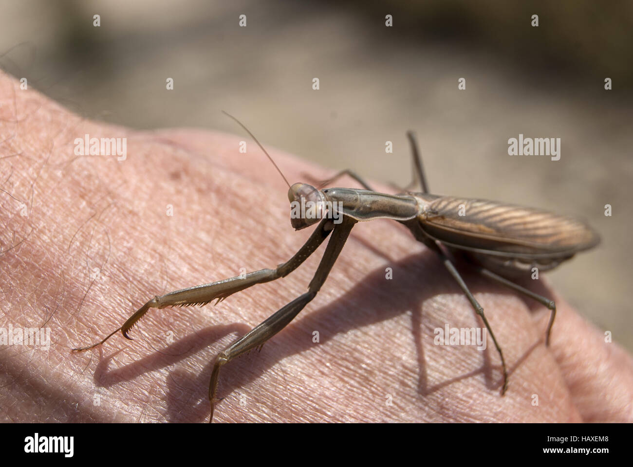 Brown praying mantis Stock Photo - Alamy