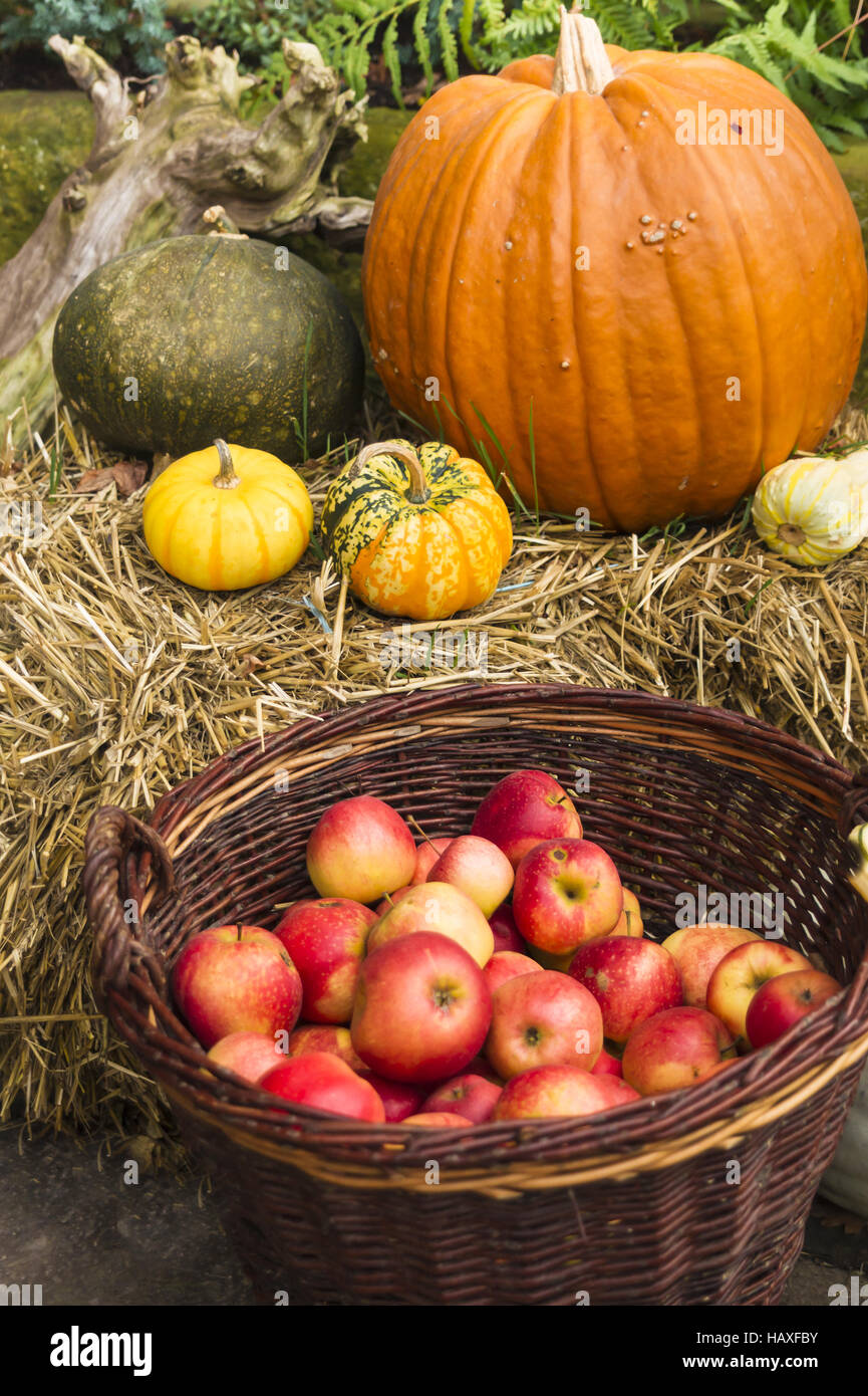 pumpkins and apples Stock Photo - Alamy