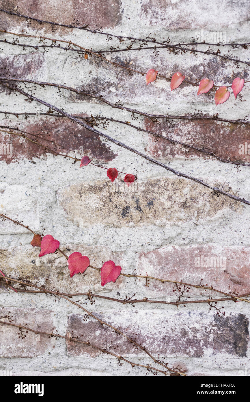 Ivy tendrils hi-res stock photography and images - Alamy