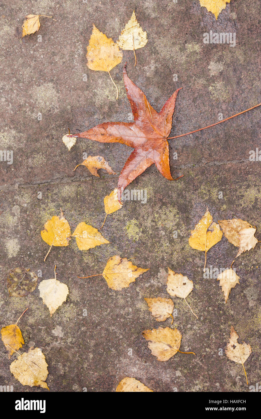 moist autumn leaves Stock Photo - Alamy