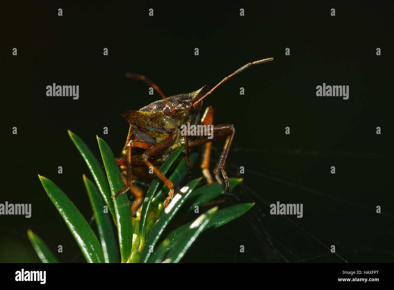 Forest Shield Bug Stock Photos & Forest Shield Bug Stock Images - Alamy